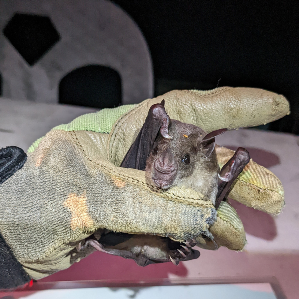 Bats | Toucan Ridge Ecology and Education Society (T.R.E.E.S)